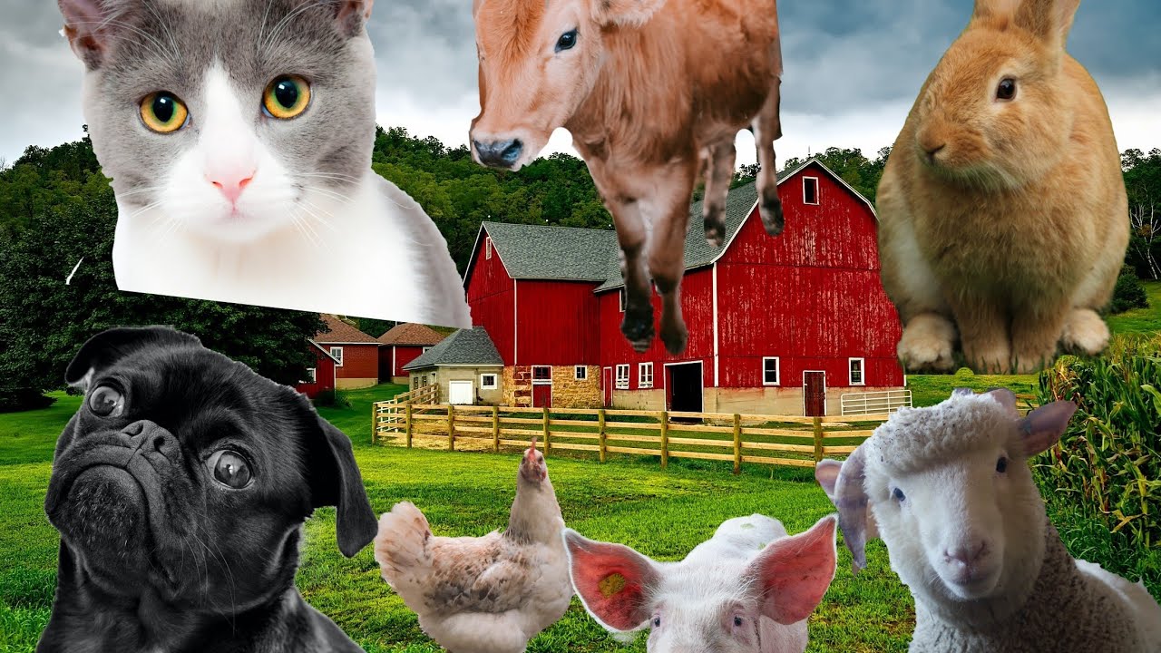 Happy Farm, Animal Sounds to Help People Relax: Cat, Cow, Dog, Sheep ...