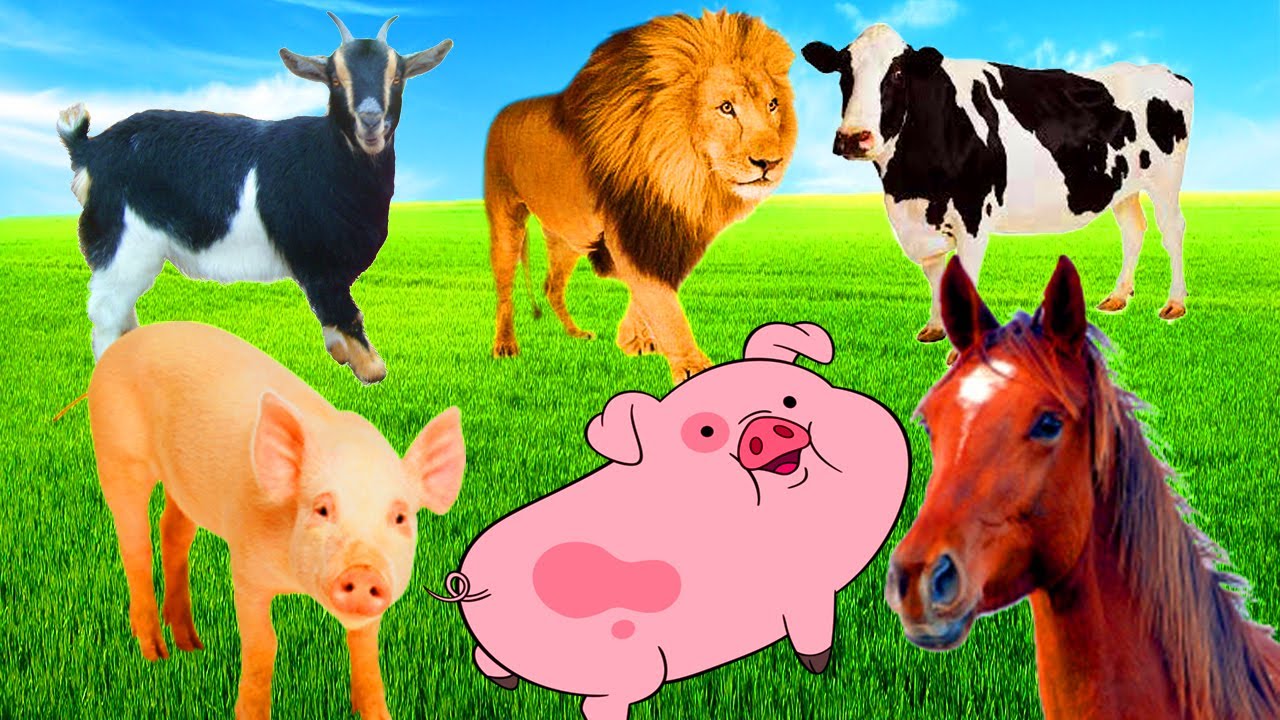 Pigs, Dogs, Cats, Lions and Sheeps - The Amazing Animals of the World ...