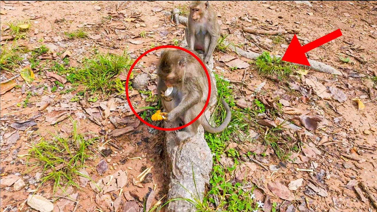 What! Monkey Eats Mango Seed | Baby Monkey Mountain | - YouTube