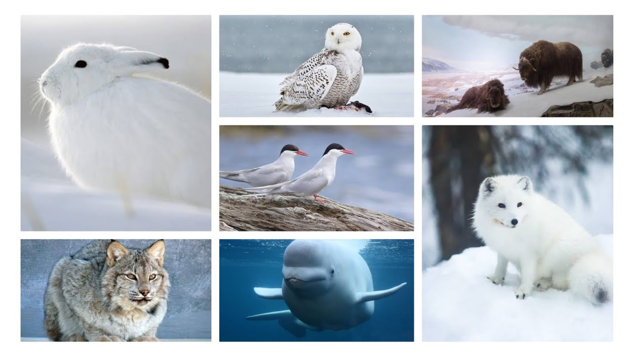 7 Amazing Animals in Cold Region - YouTube
