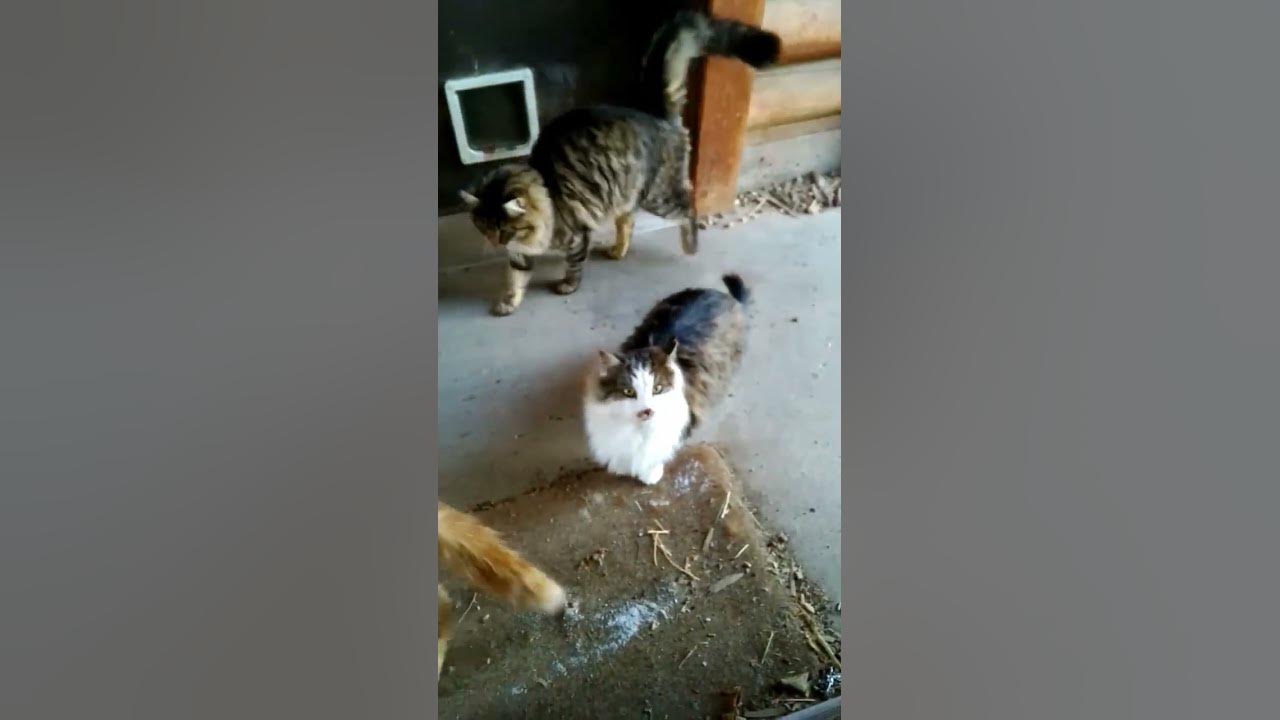 🐈 🐕‍🦺 dogo's vs. cats🐈🐕‍🦺 - YouTube