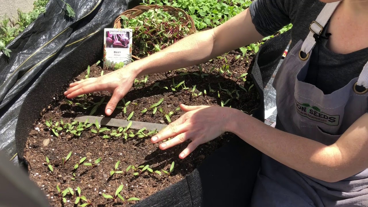 Thinning Beets - YouTube