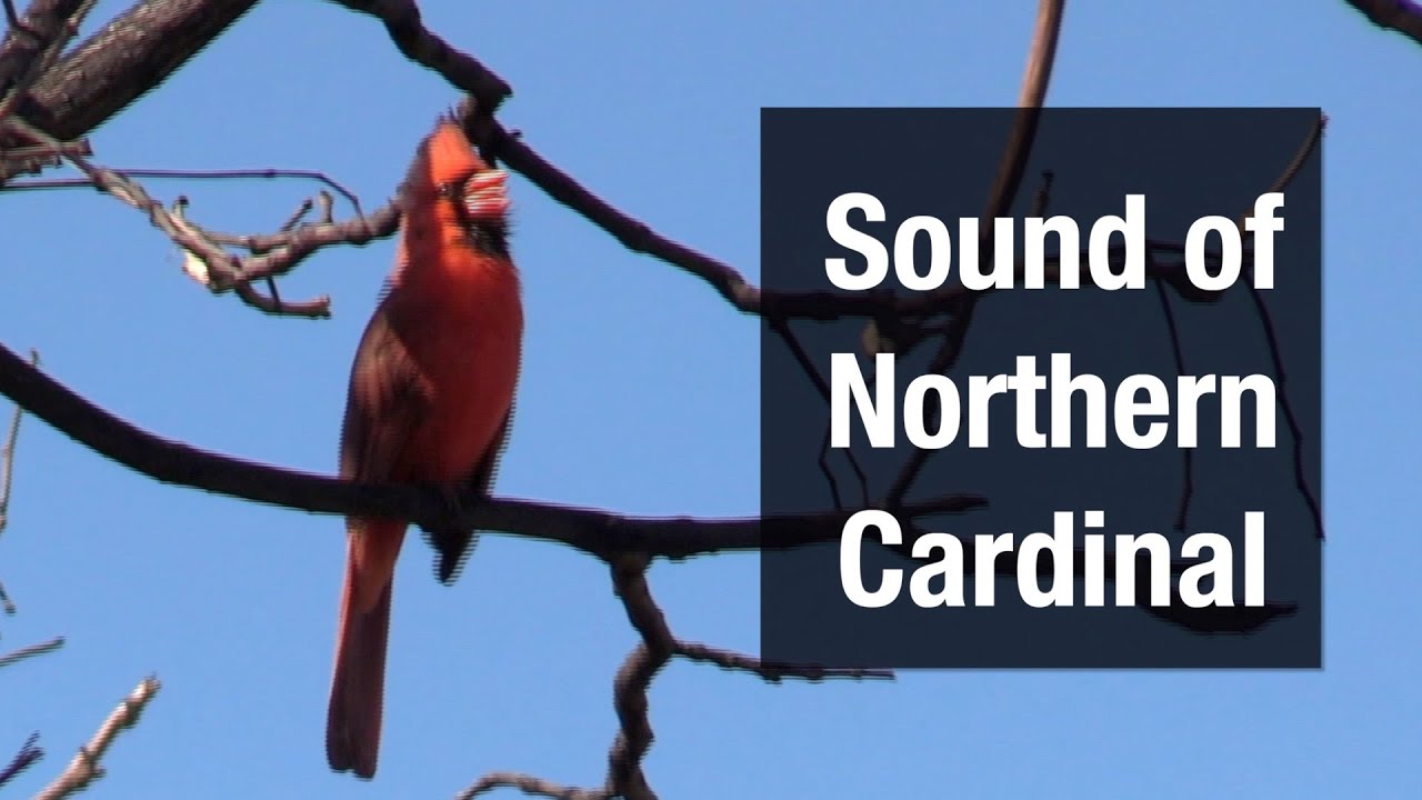 Sound of Northern Cardinal - YouTube