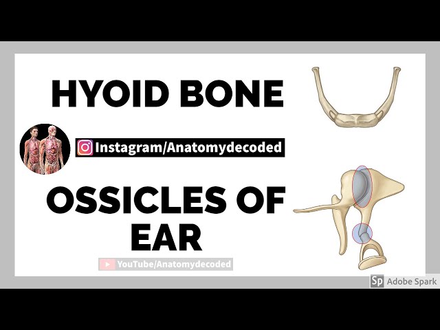 Malleus Incus Stapes