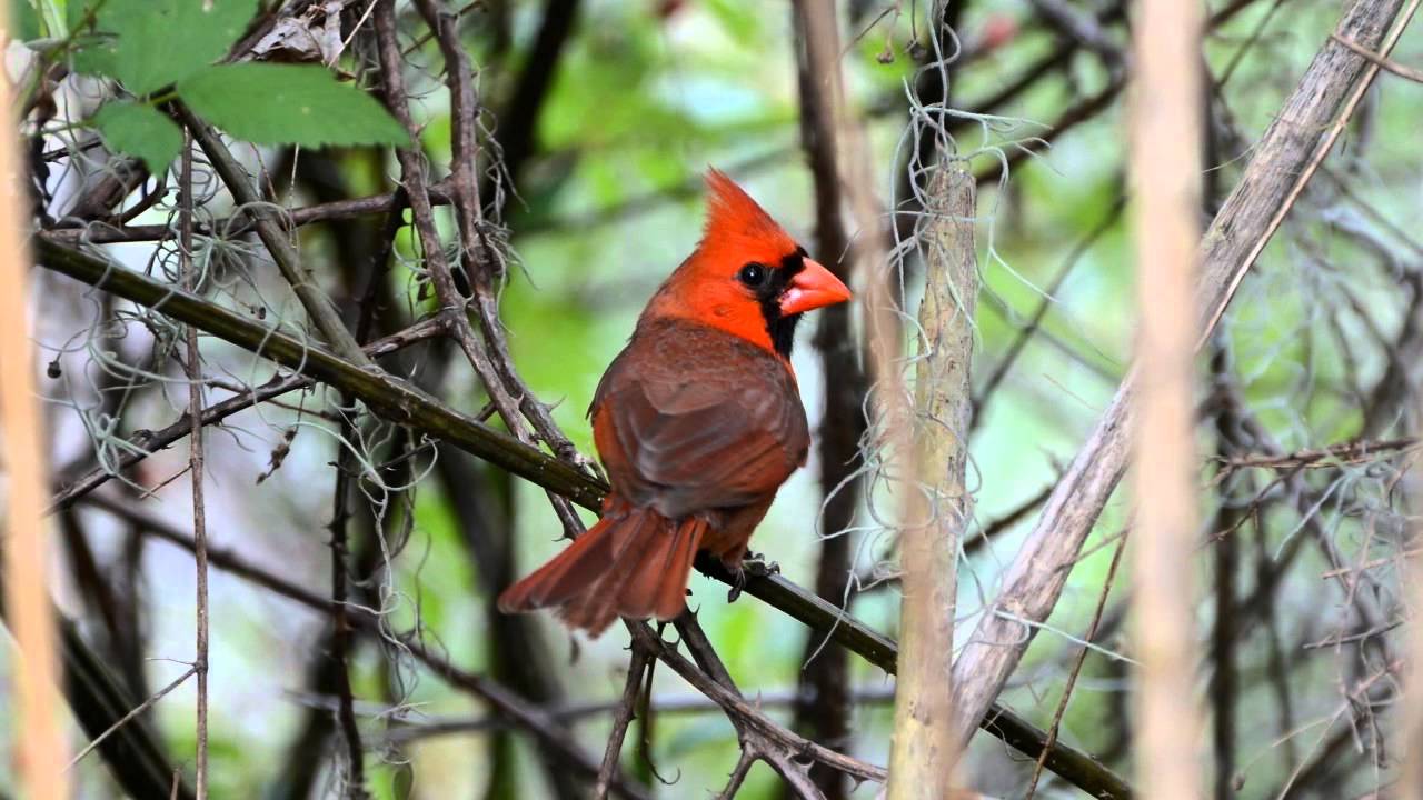 What's in a Name? -- Cardinal Forest Elementary School - YouTube