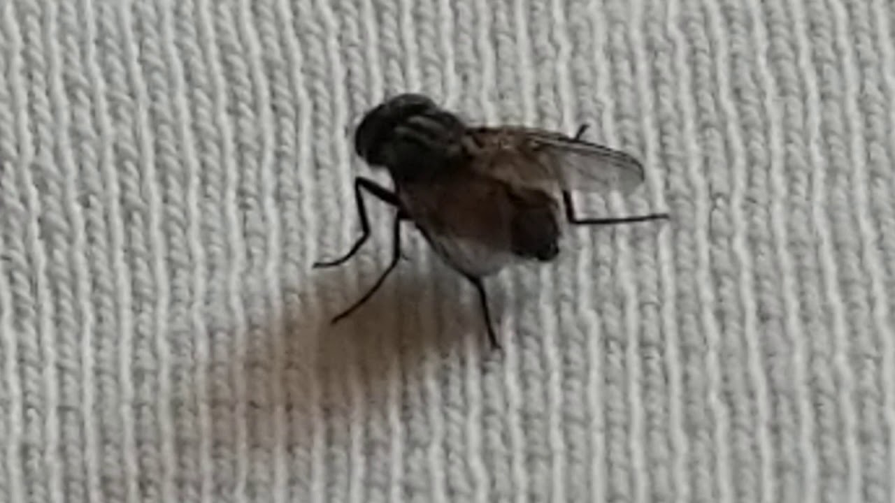 HOUSE FLY DRINKING MY SWEAT (8X ZOOM) - YouTube
