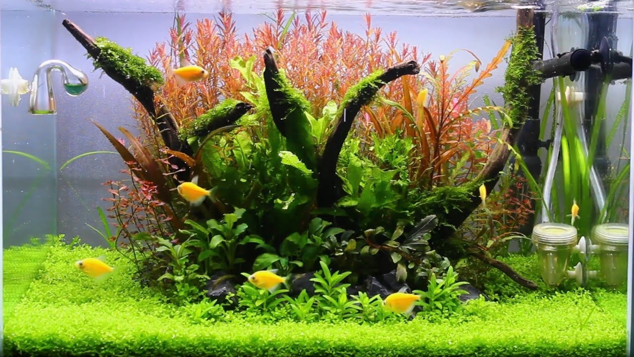 how to setup island aquascape tank . - YouTube