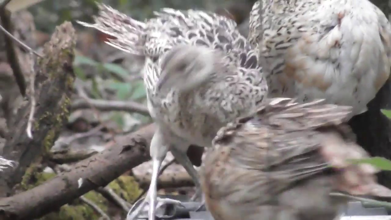 Seven week old pheasants release pen - YouTube