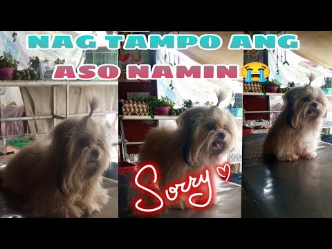 NAG TAMPO ANG ASO NAMIN - YouTube