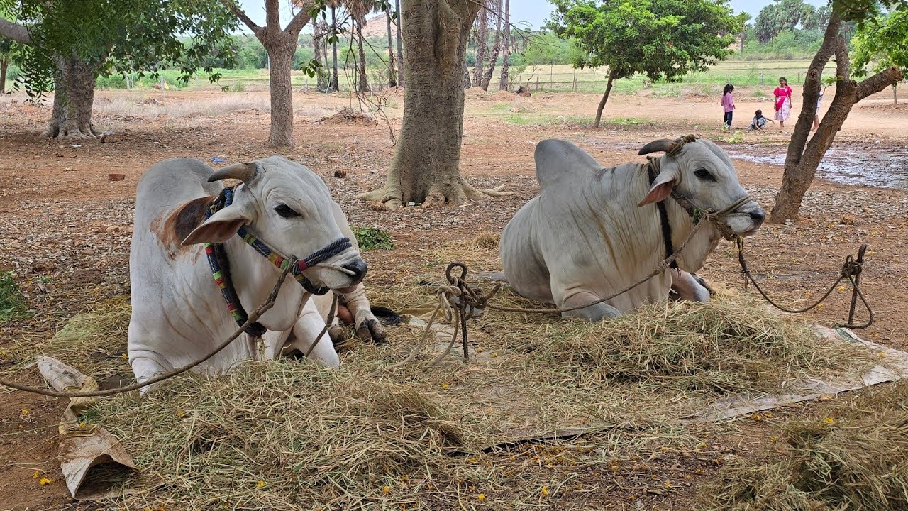 Batthula balaraju &Sayyad kalam bhasam gari combine Bull's in ...