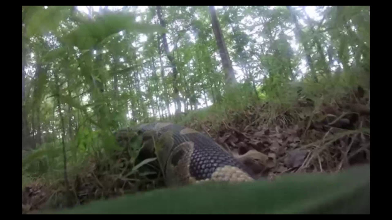 Python Wears A Gopro - YouTube