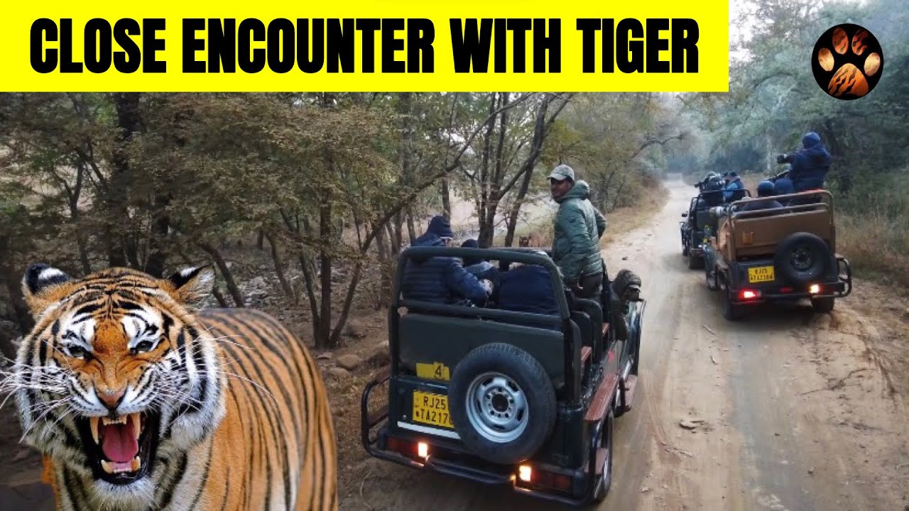 Close Encounter with Wild Tiger in Zone 4 of Ranthambore Tiger Reserve ...