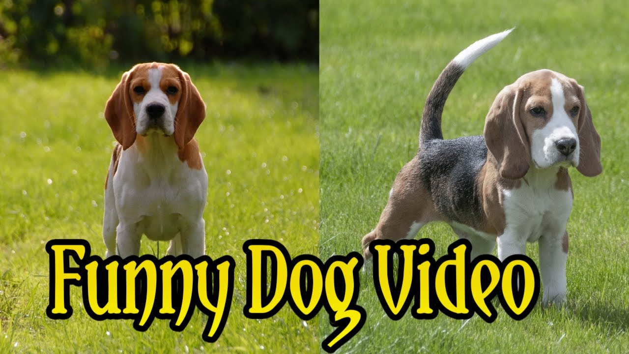 Cute and Funny Beagle Dog Video #1|Cute Puppy Doing Funny Things|It's ...