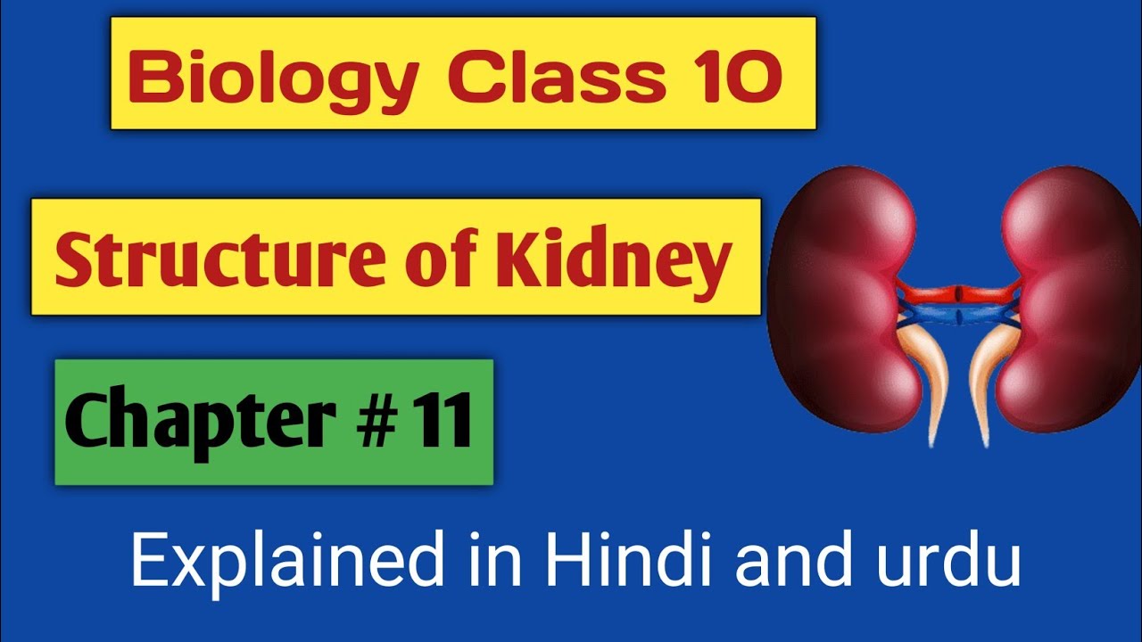 Structure of Kidney/ Chapter 11/ Biology Class 10/ Explained in Hindi ...
