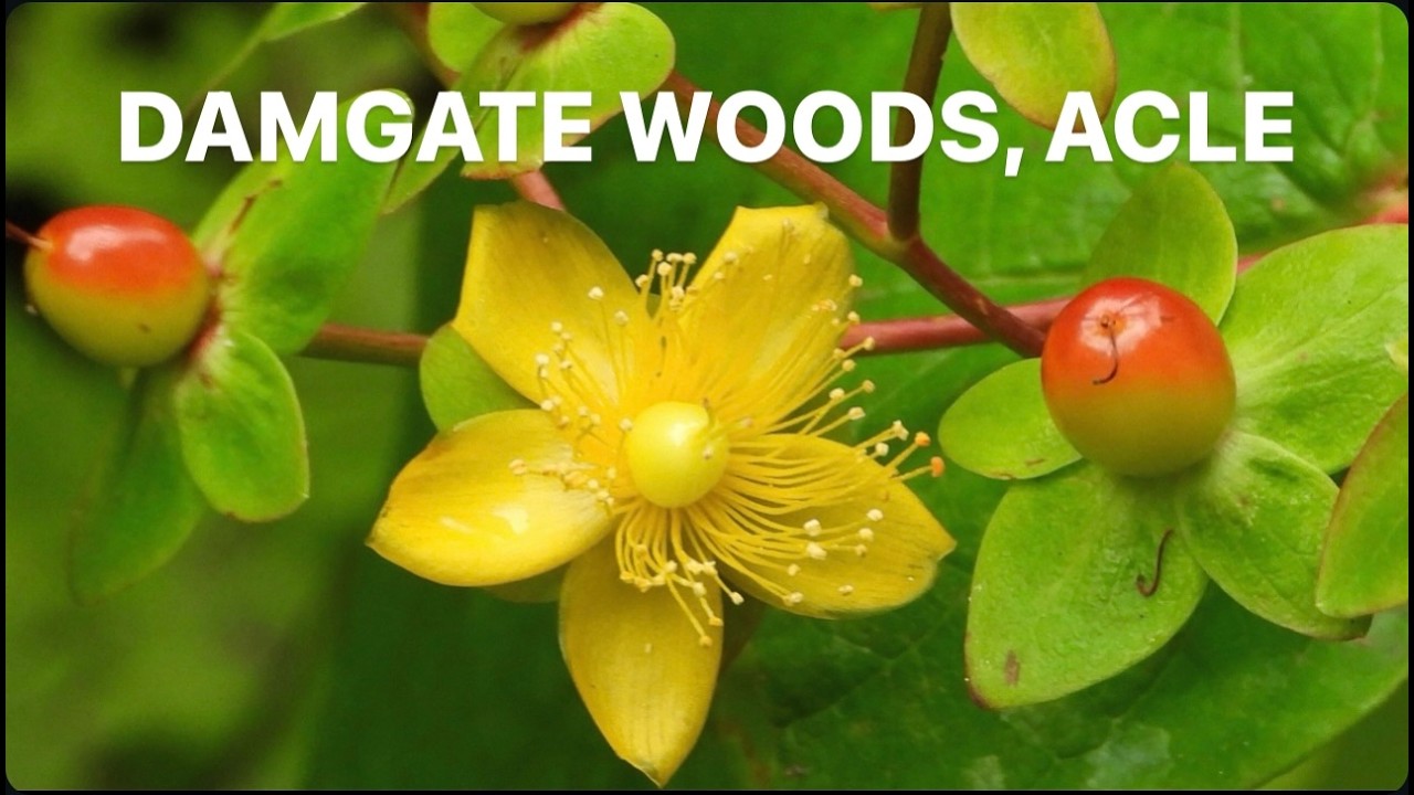Insects and flowers found in Damgate Woods, Acle, Norfolk - YouTube