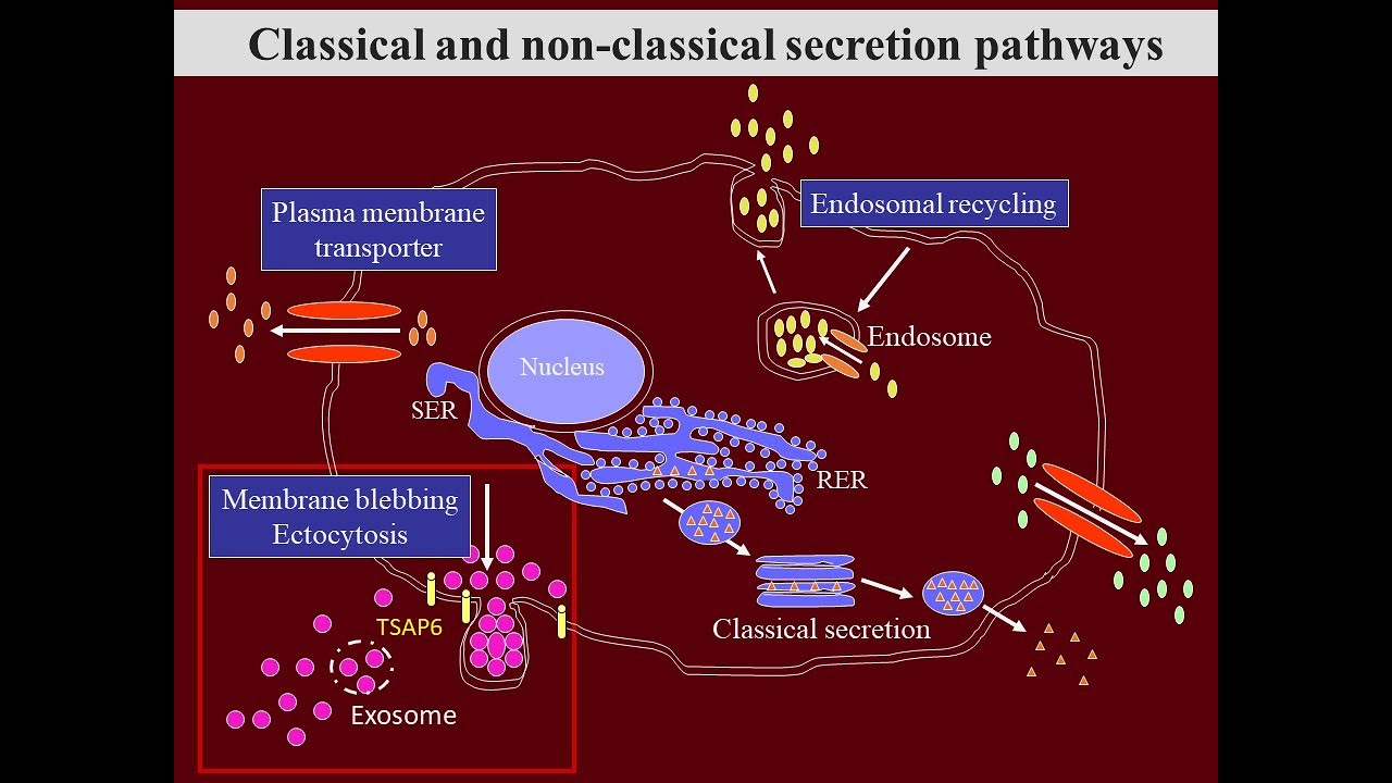 Vesicular Transport & Secretory Pathways - YouTube