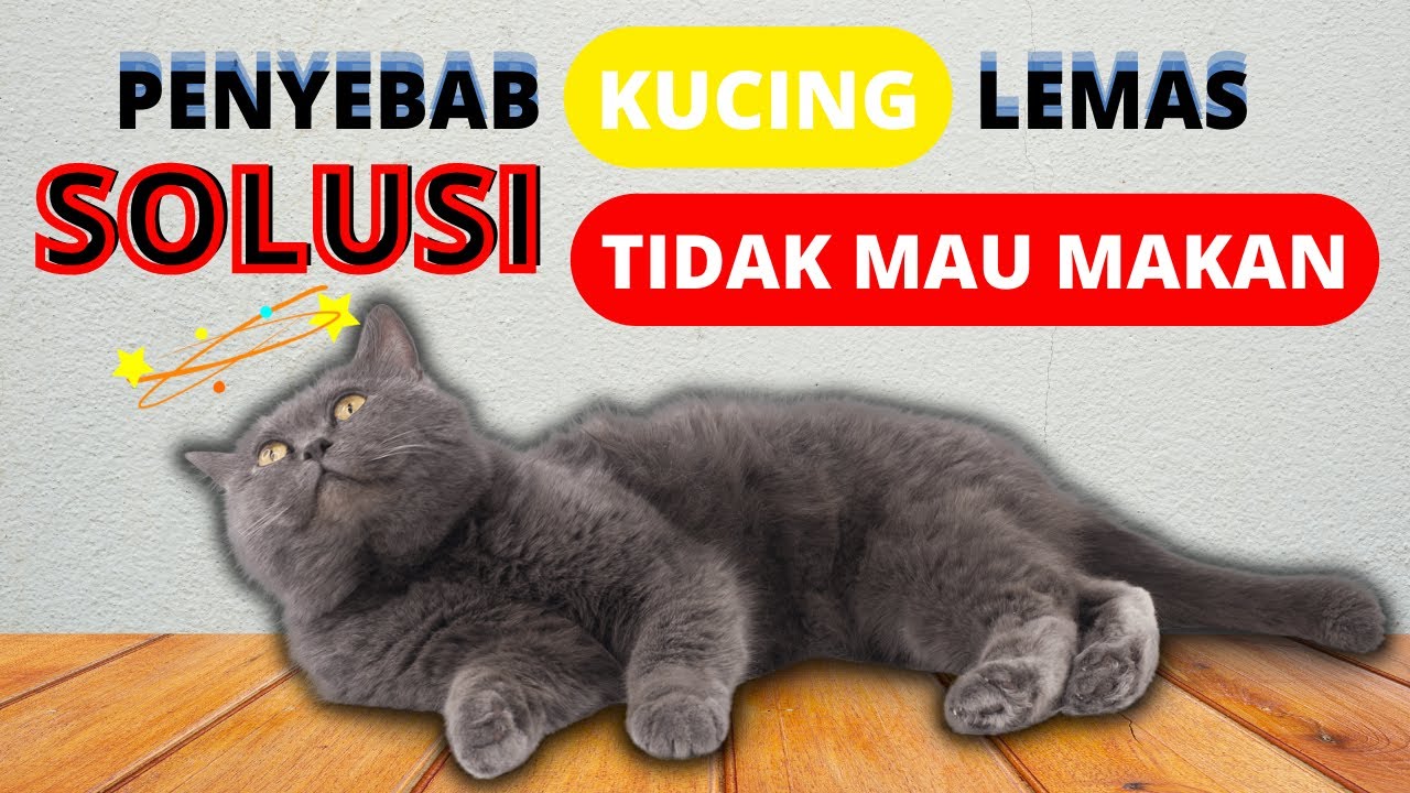 KENAPA KUCING LEMAS TIDAK MAU MAKAN - YouTube