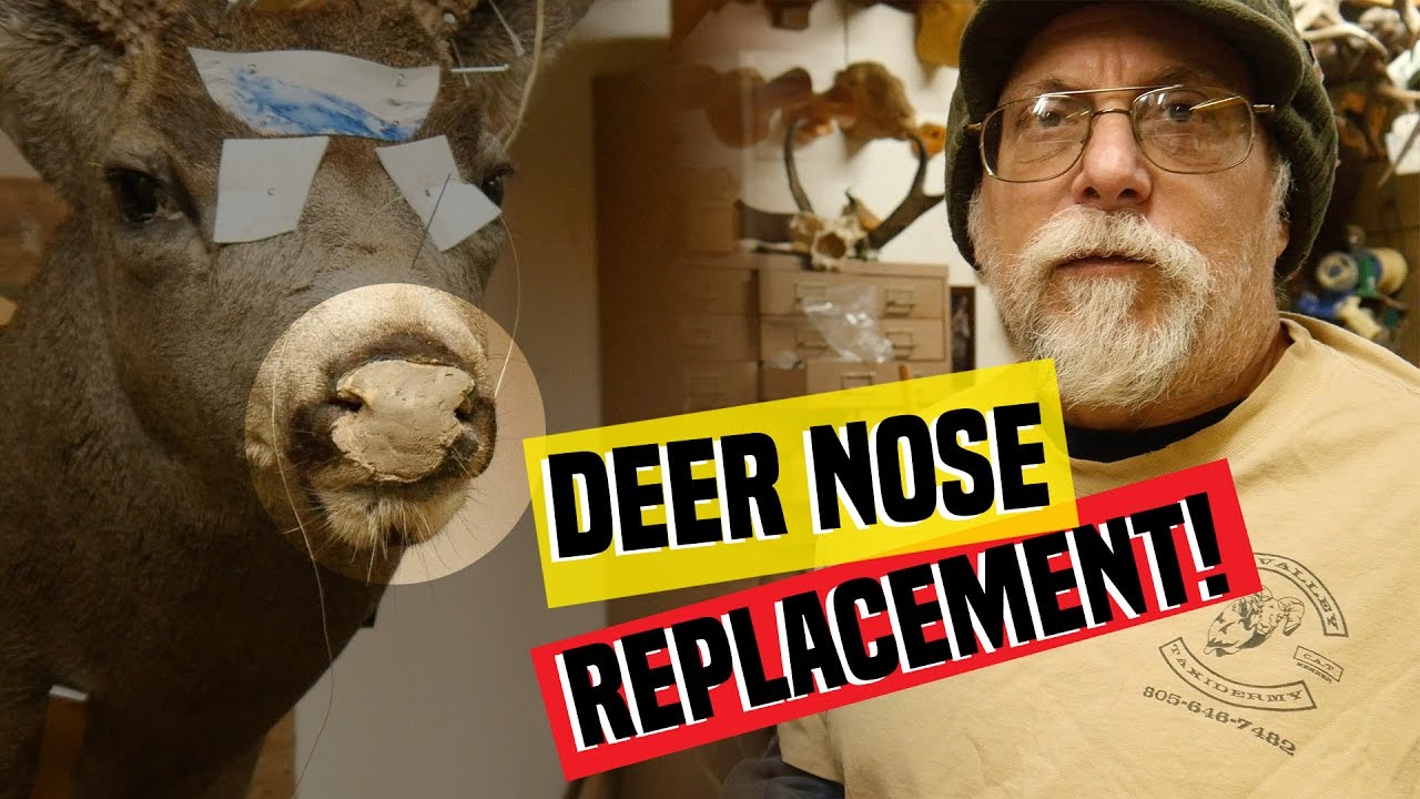 Taxidermy Deer Nose Replacement Tuesday Tips Tutorials YouTube Taxidermy Deer Nose Replacement Tuesday Tips Tutorials YouTube