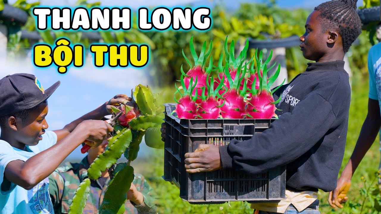 Quanglinhvlogs || Thanh Long "Đại Náo" Châu Phi – QL Farm Trúng Mùa ...