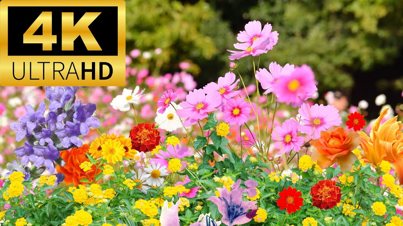 27. Calm Music With 4K HDR 60fps Flowers film - YouTube