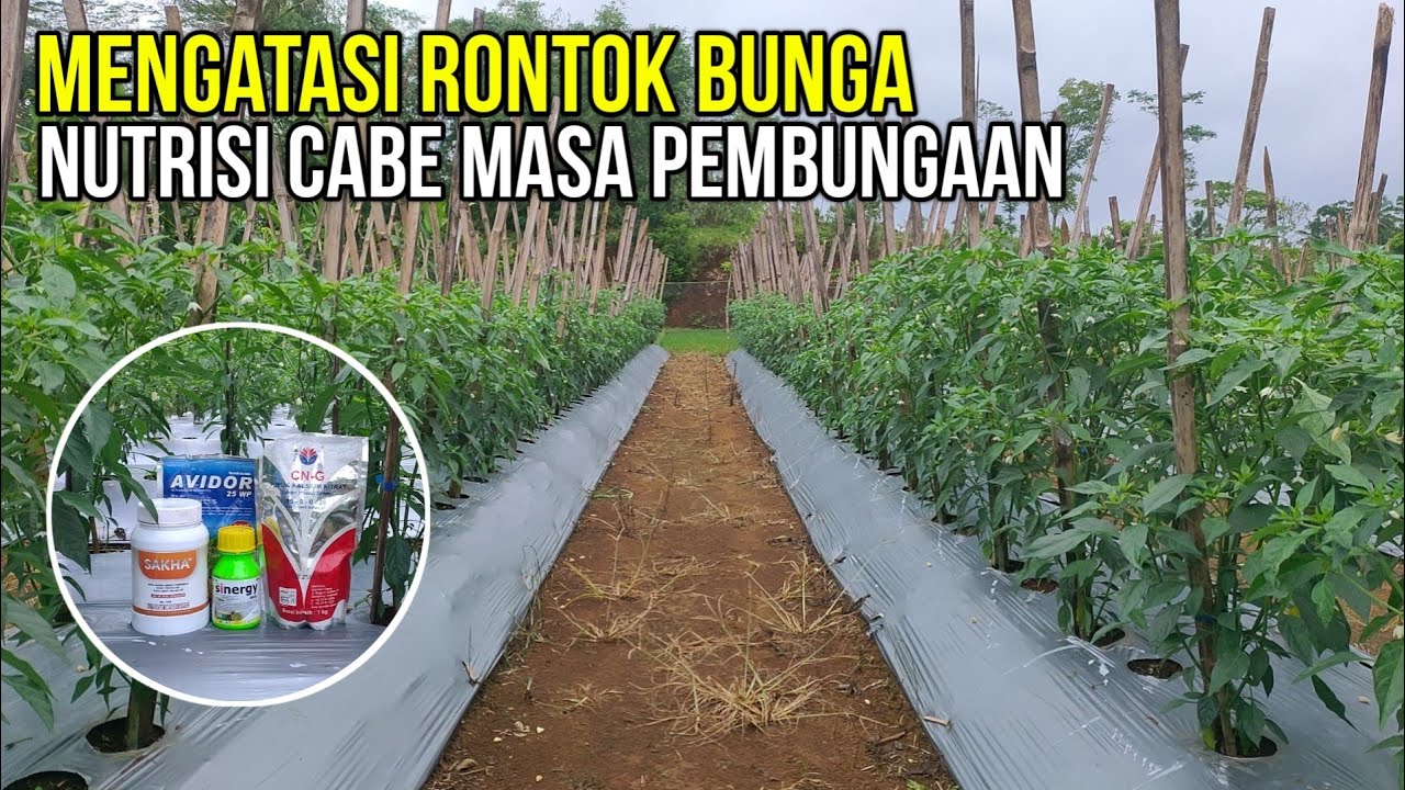 MENGATASI RONTOK BUNGA PADA CABE DENGAN KALSIUM NITRAT - YouTube
