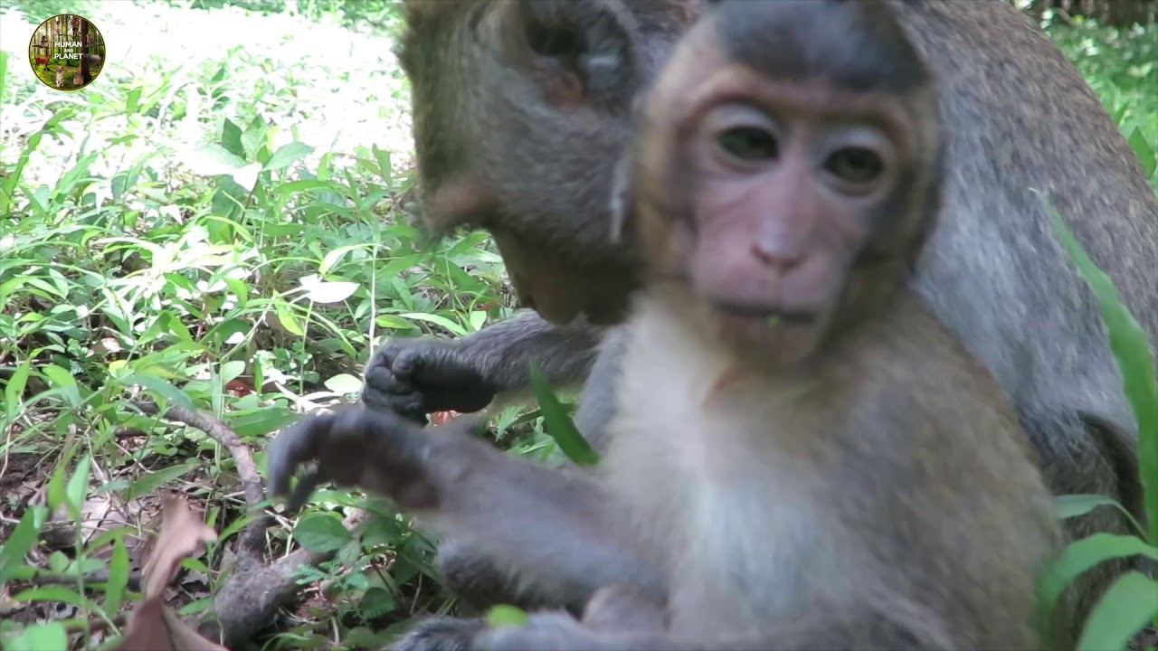 Funny monkeys videos 2020 | Lovely monkeys video. - YouTube