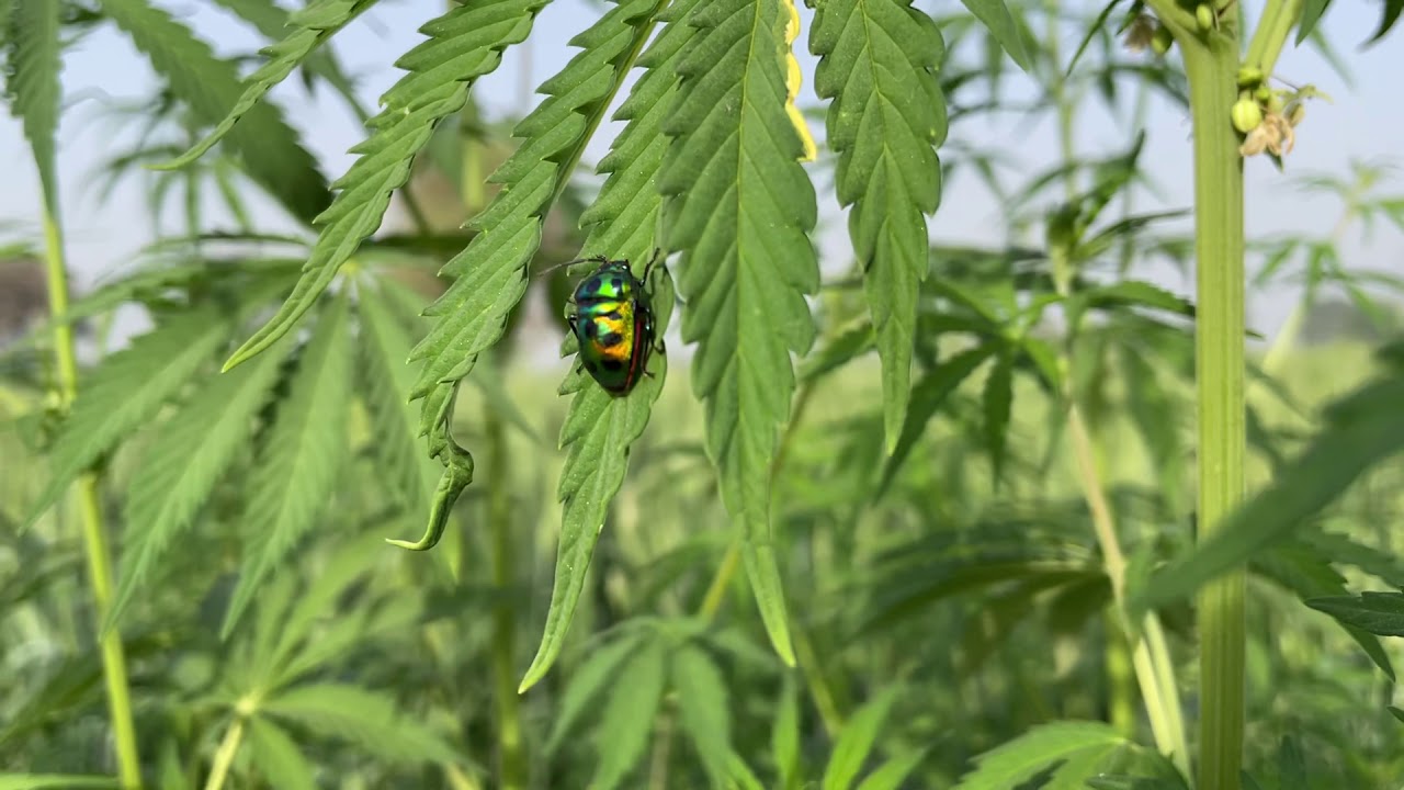 Beautiful bug relaxing on weed plant - YouTube