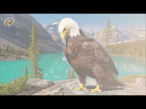 QUŞLAR🦜🦚🕊️🦅🦤(Öyrədici video)