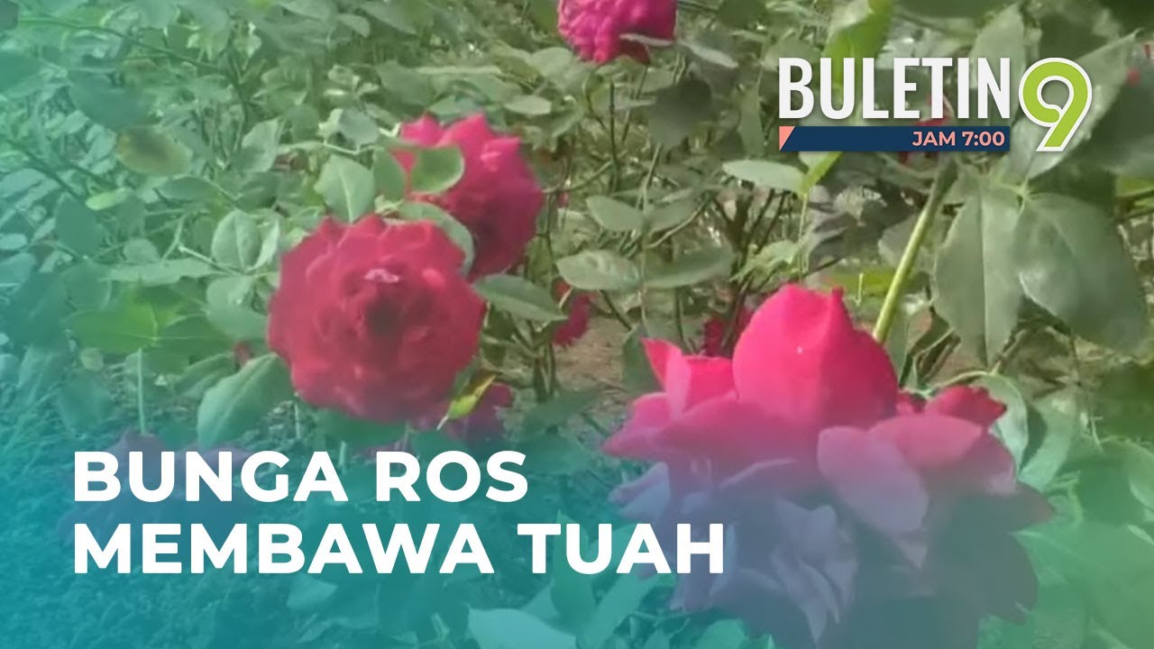 Bermula Hiasan Laman, Kini Menjadi Ladang Ros - YouTube