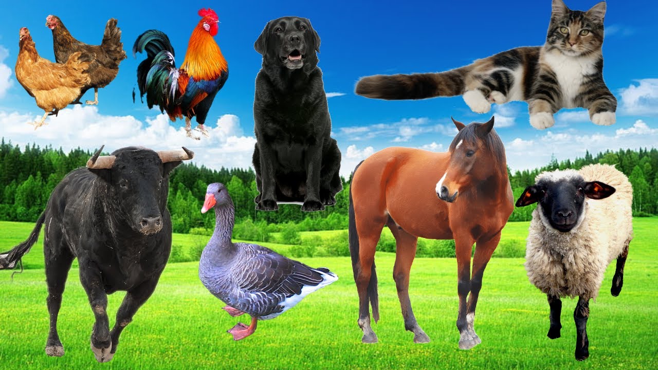 Farm animals - dog, cat, geese, cow, sheep, horse, chicken. Animal ...