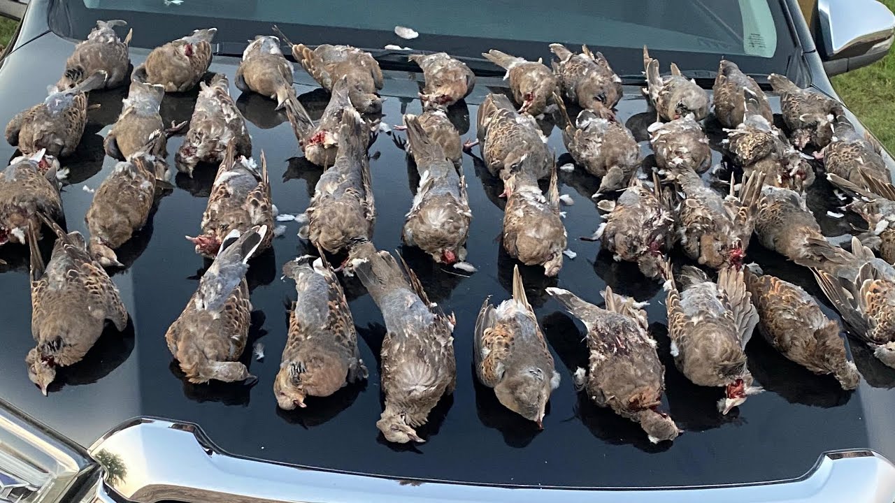 Turtle Dove shooting with shotkam 2024. #shootingdove #hunting # ...