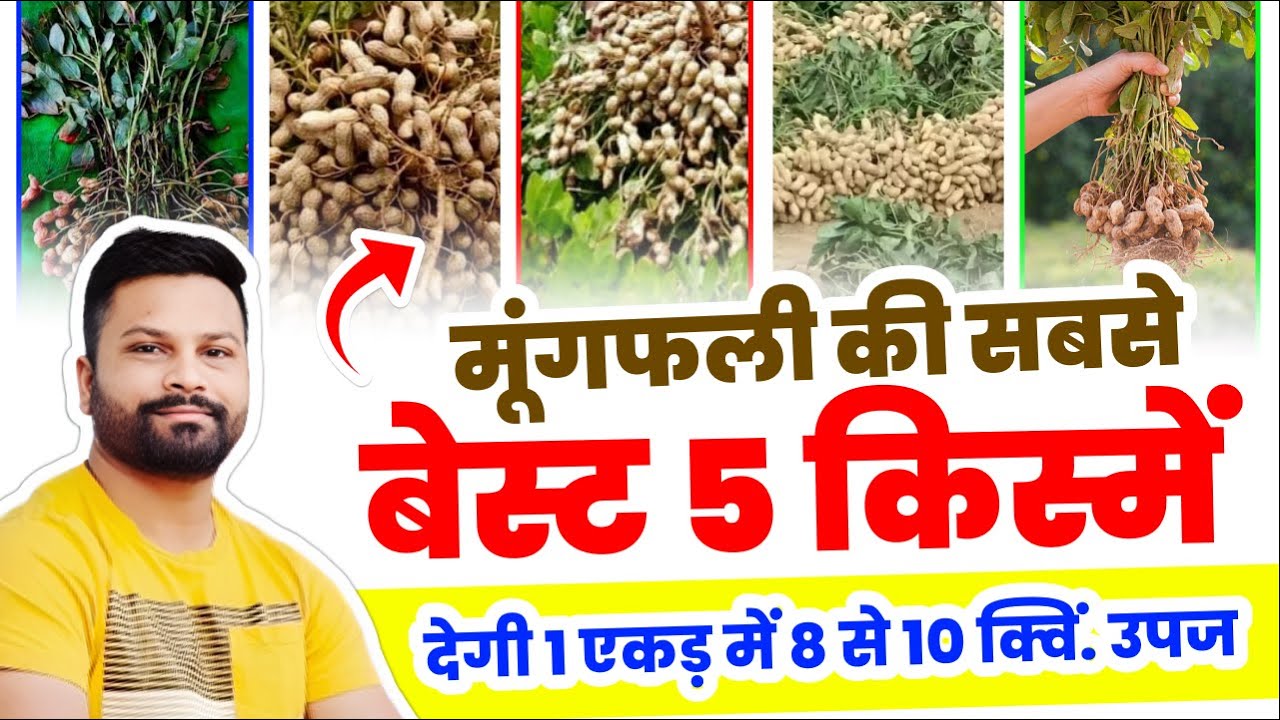मूंगफली की उन्नत किस्में | mungfali best variety | best groundnut ...