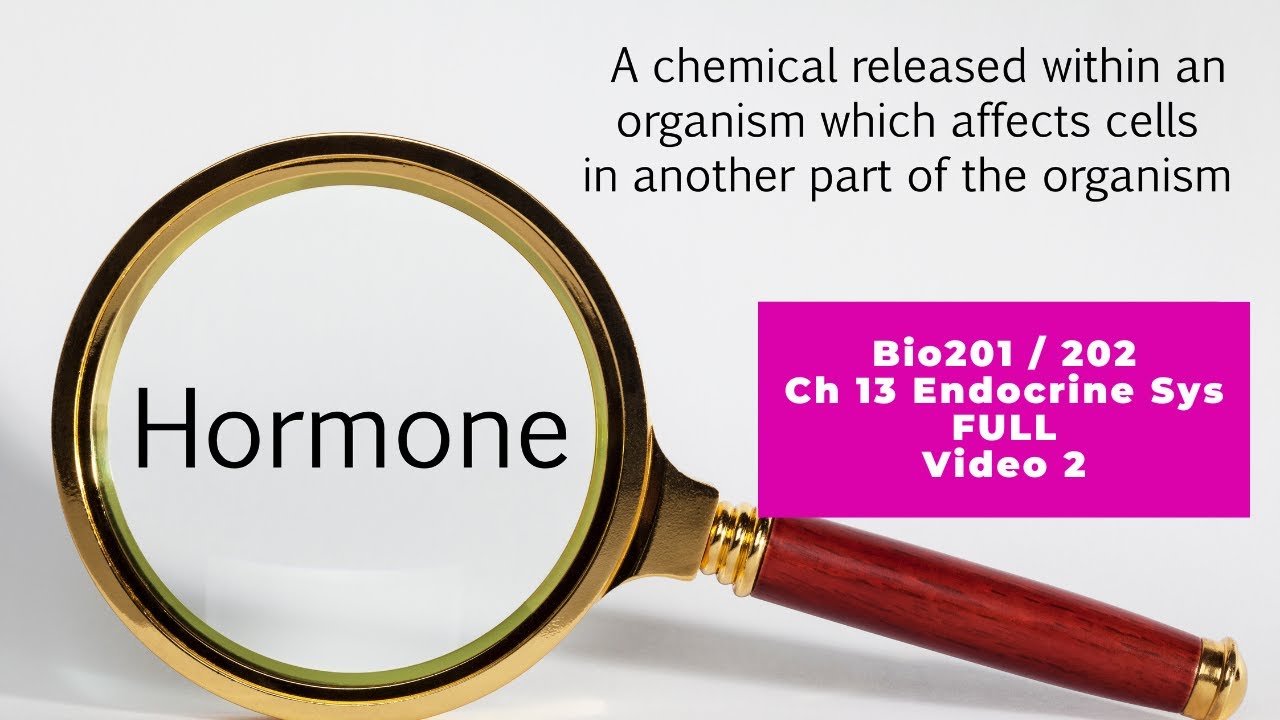 Ch 13 - Endocrine System [FULL] Lecture (part 1) - YouTube
