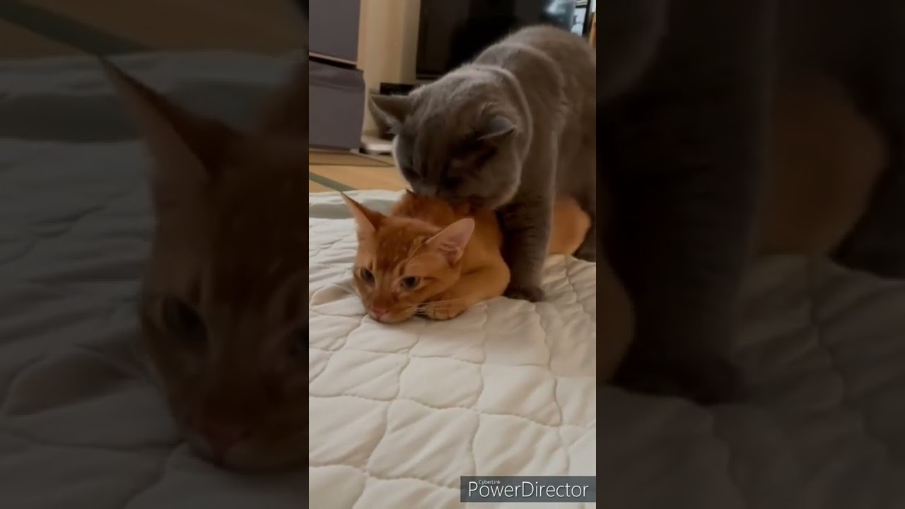 Apareamiento entre gatos - YouTube