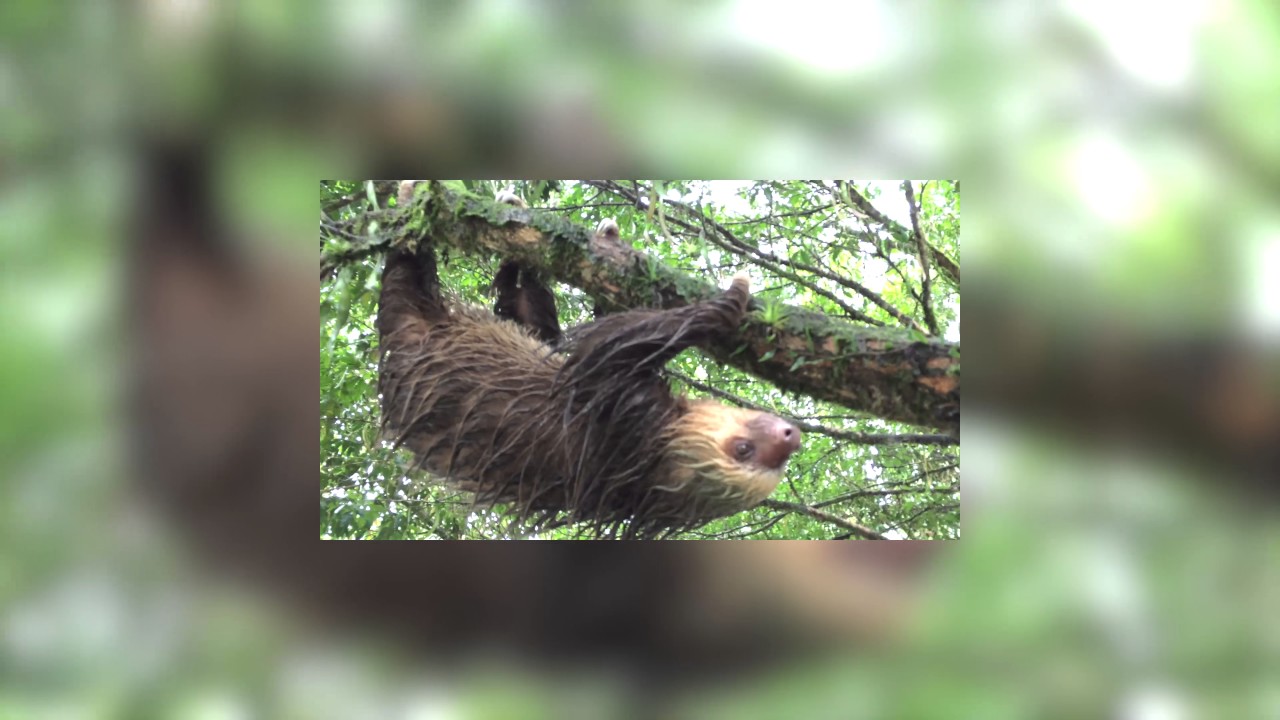 Sloth - YouTube