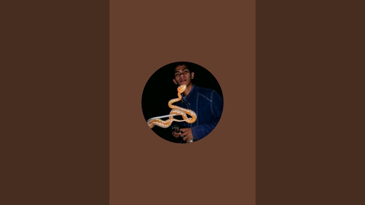 Cobra Prince is live - YouTube