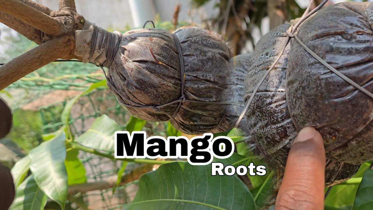 Mango Roots development after 75 days Wow🤩 😁😍 shorts #viralshorts # ...