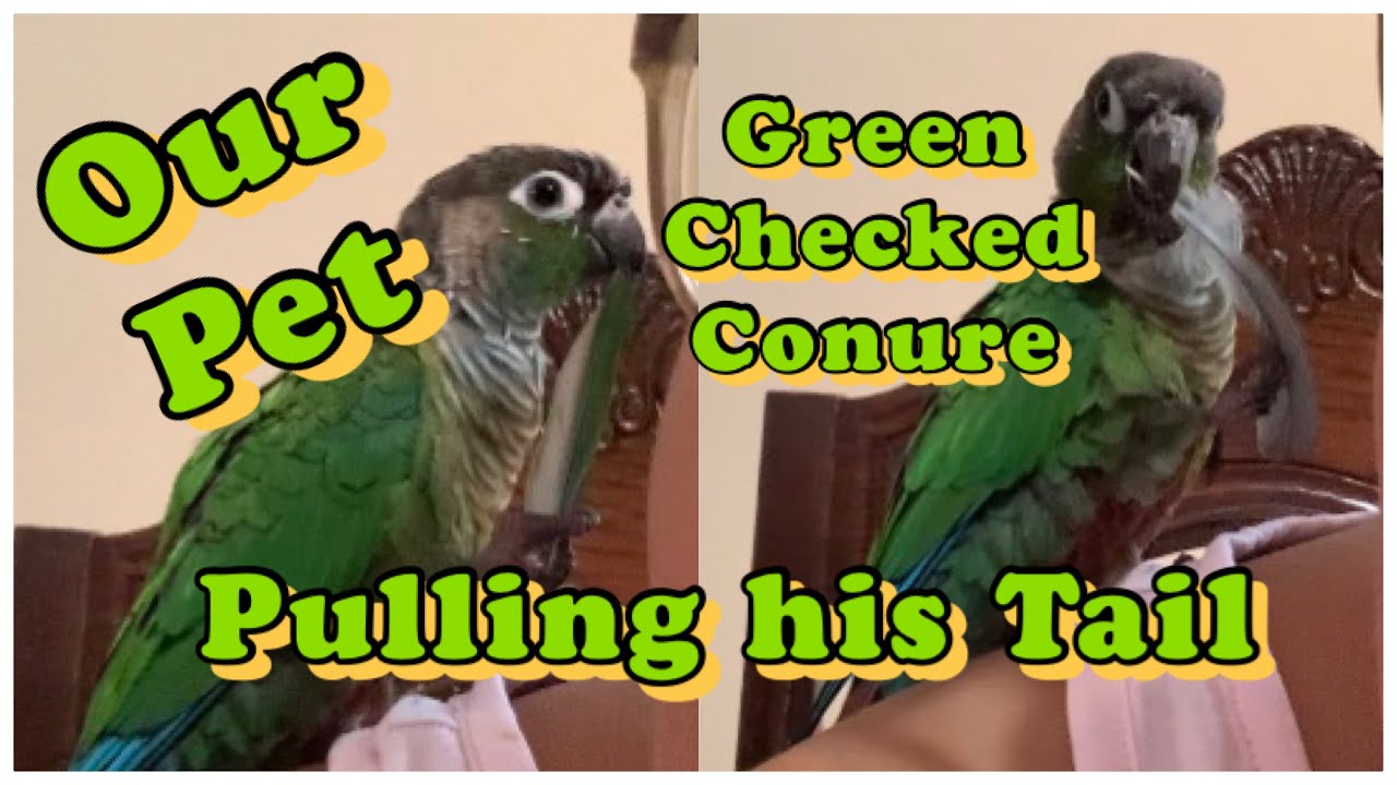 Our Pet Green Checked Conure Pulling his tail holding feathers #parrot ...