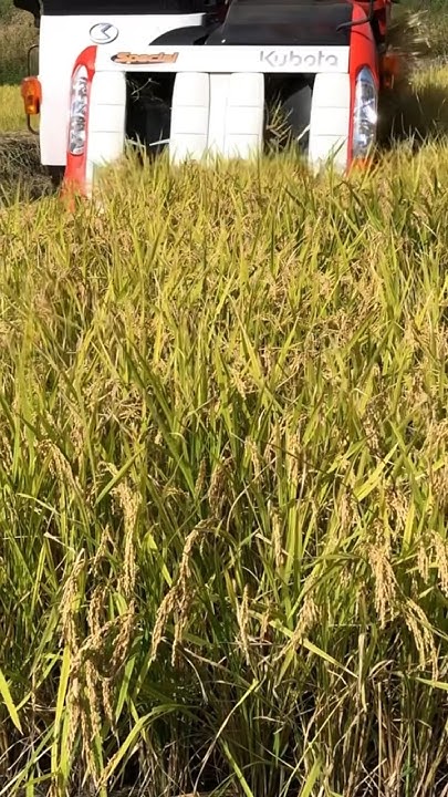 Kubota ER448 クボタの4条48馬力コンバインで刈り取りSTAR🏃‍♂️ - YouTube