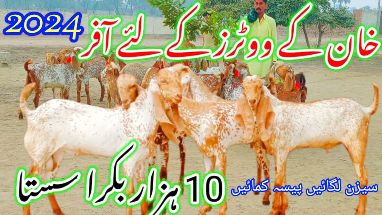full heavyweight khassi makhi cheena goat breed || big khassi bakro k ...