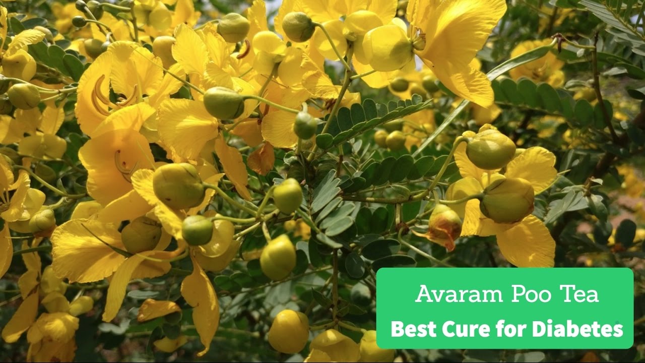 How to Make Avaram Poo Tea - Prevents Skin Wrinkles & Best Cure for ...