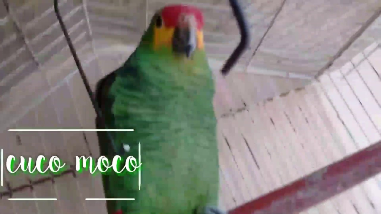 Historias con cuco moco | Especial Navideño 🎅🎊🎄 - YouTube