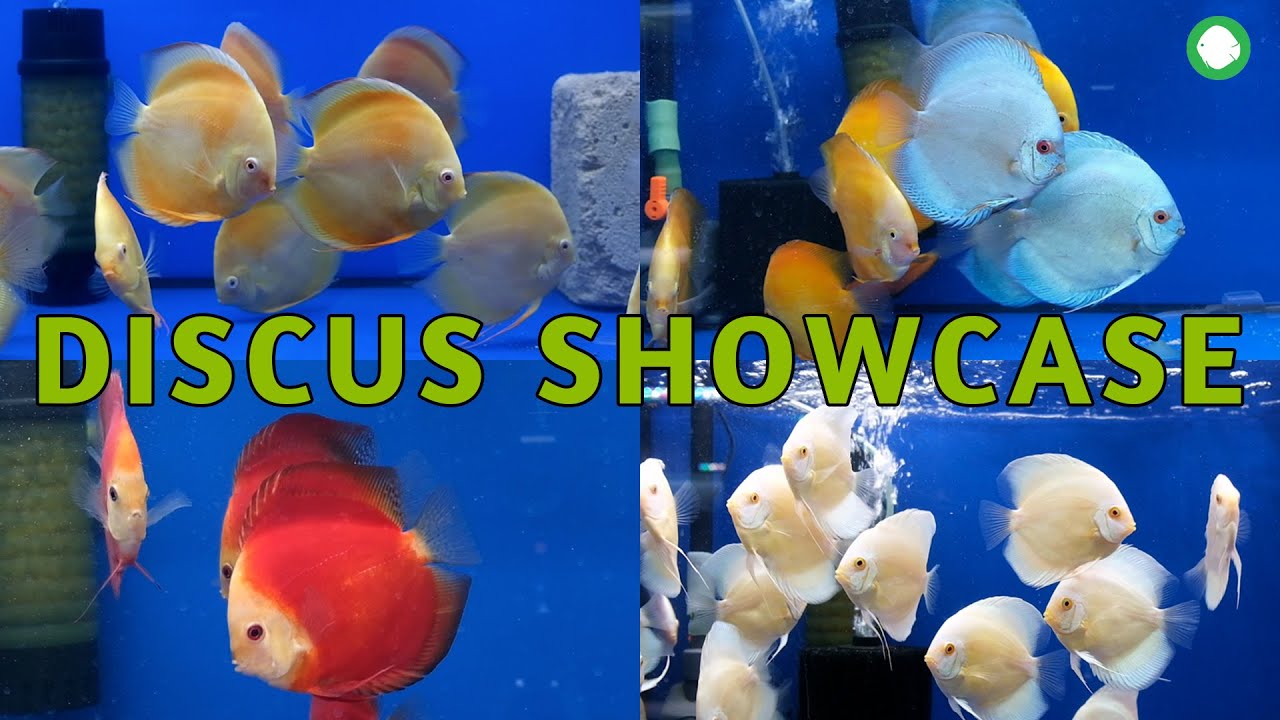 You've NEVER Seen Discus Like This Before | Exclusive Peek Inside OZ ...