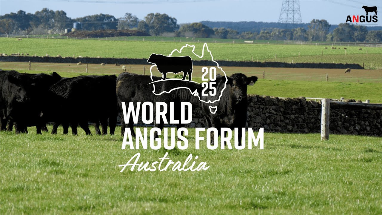 Come see the diversity of the Angus Breed! - YouTube