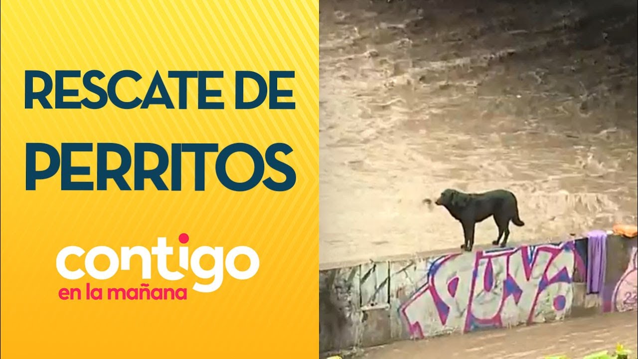 Así fue el rescate de PERRITOS del Río Mapocho en medio de intensa ...