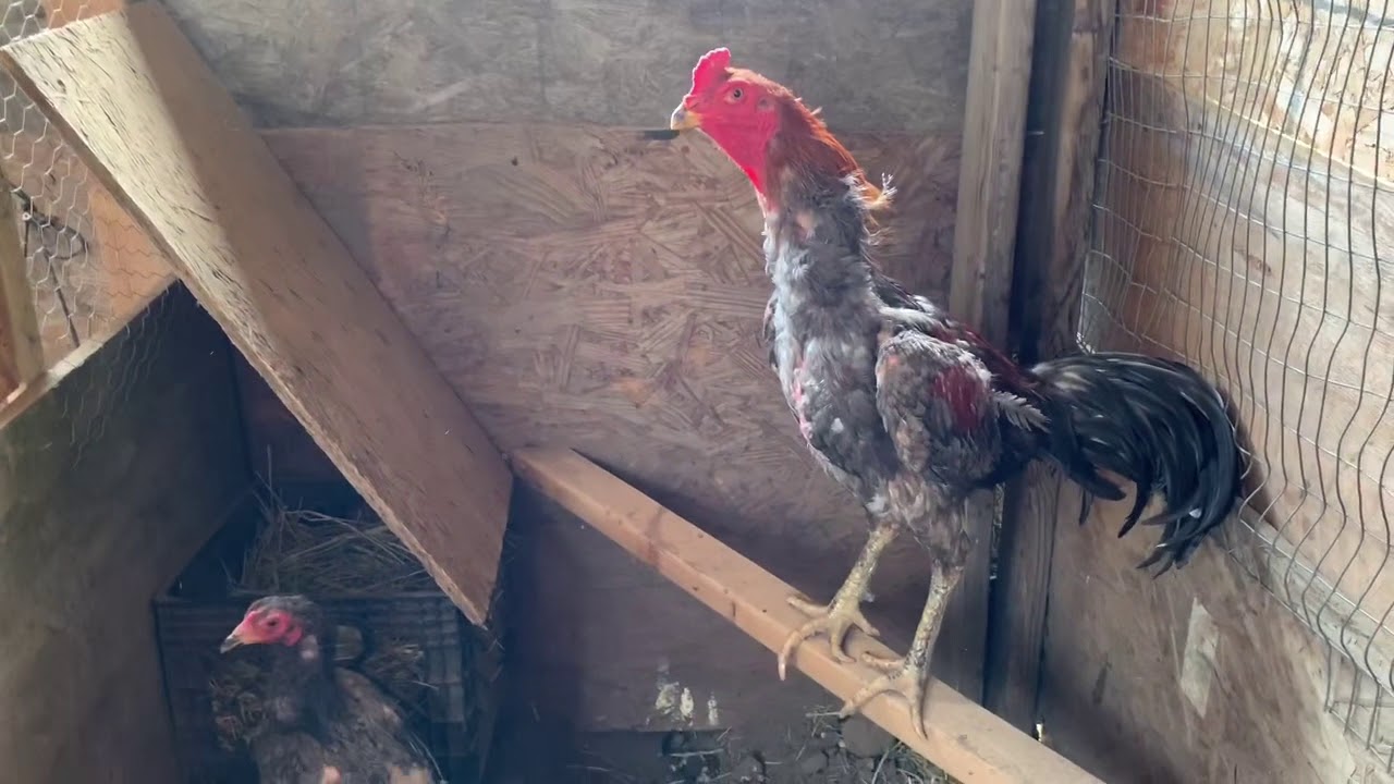 Qaib ej ncaws zoo 4/21/2020 - YouTube