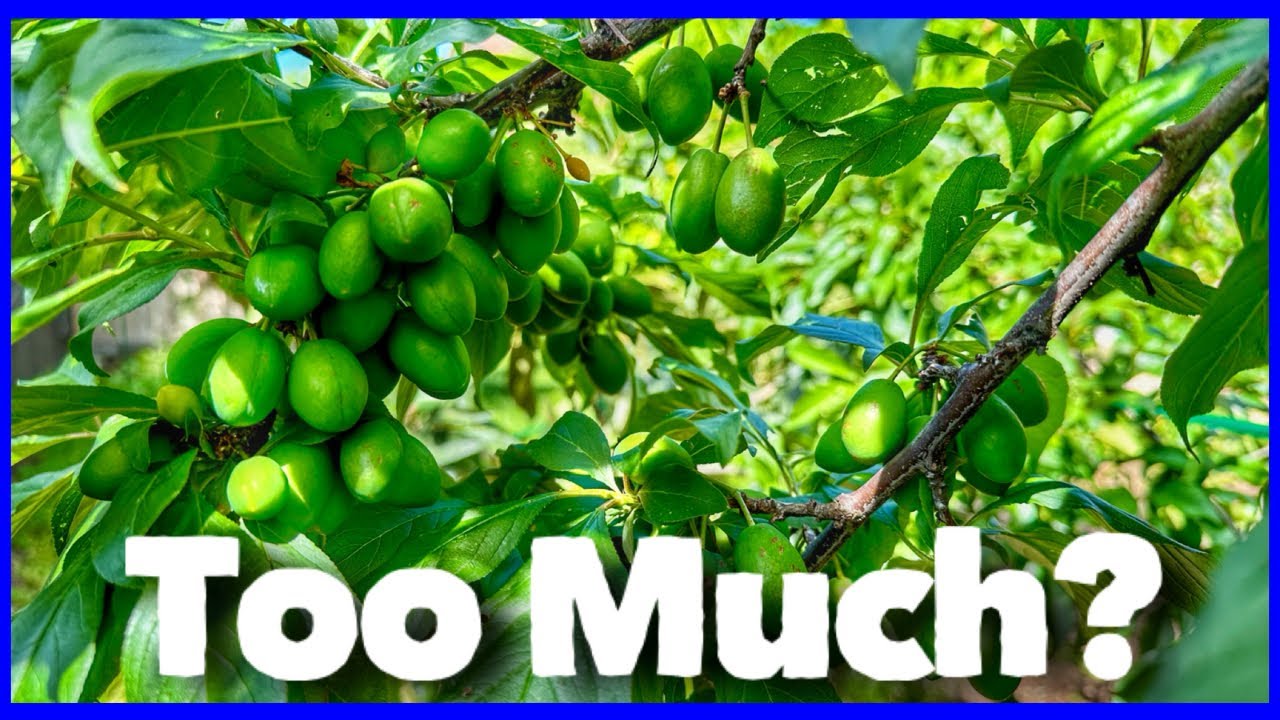 Do You Have 'TOO MUCH' Fruit Problems? - YouTube