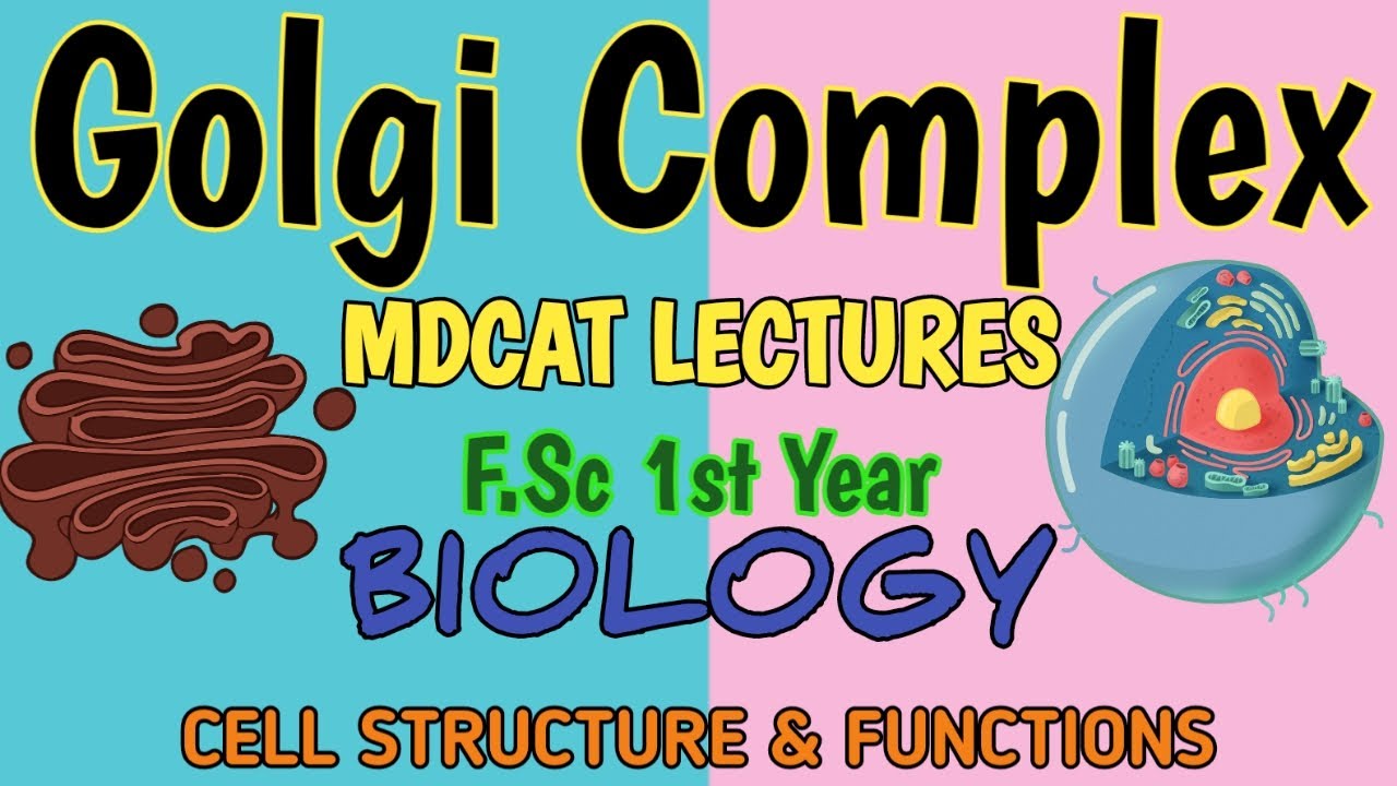 Golgi Complex or Golgi Apparatus | Structure & Functions | MDCAT & FSC ...