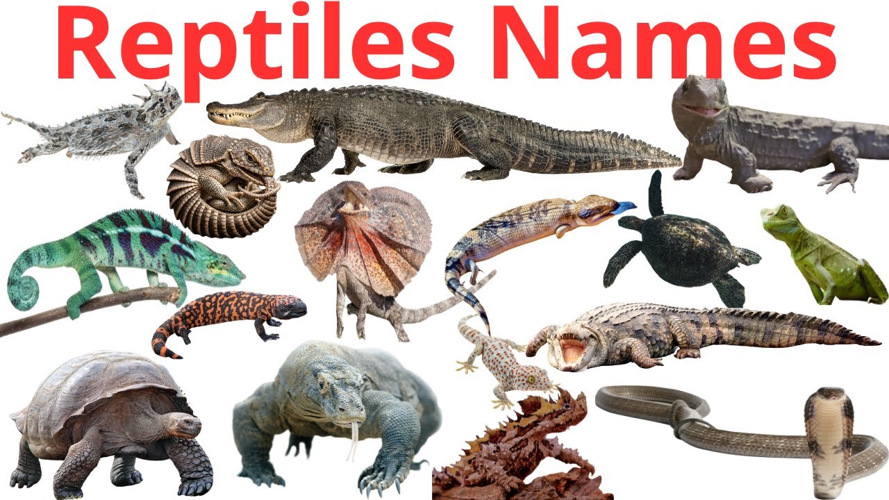 Reptiles and Crawling Animals for Kids | Learn about reptiles and ...