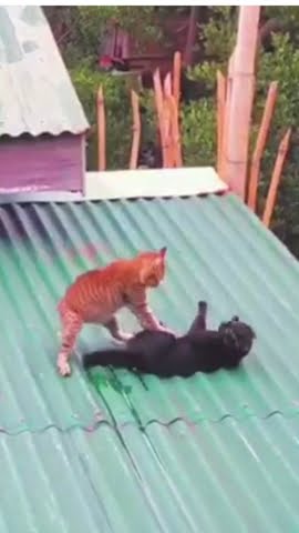 Rough cats /Сурові коти/Суровые коты. - YouTube